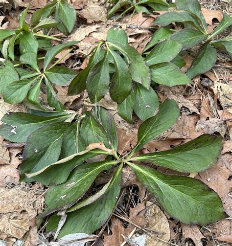 First Perambulation Of The Year Alan Ilagan