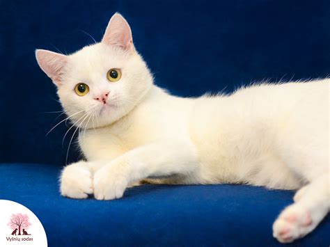 Kiškutis Vyšnių Sodas