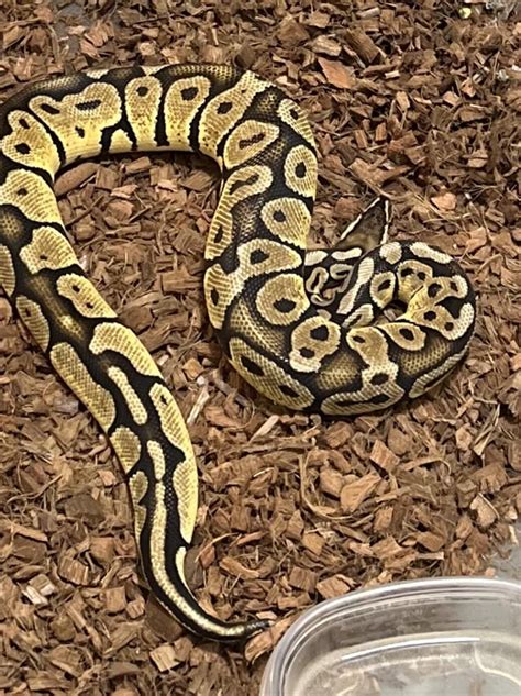 This Is My Ball Python Hell Be Delivered In A Week Or So I Need A
