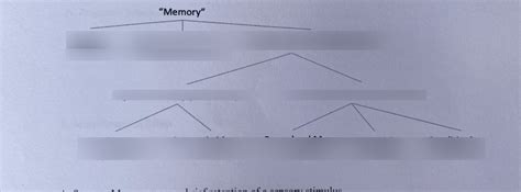 Chapter Learning Memory Amnesia Diagram Quizlet