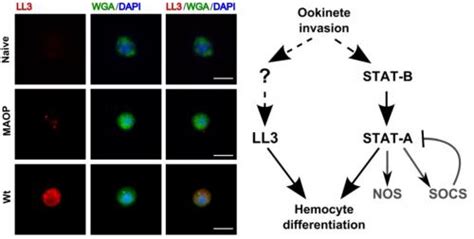 Mosquito Hemocyte Biology Dr Ryan C Smith