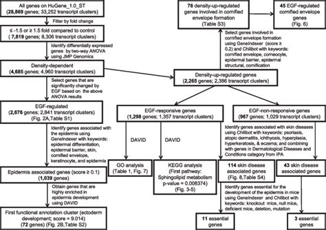 Diagram Of The Gene Expression Data Analysis Workflow On The Human Download Scientific Diagram