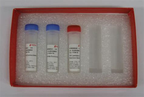 Lambda Exonuclease Ultra Pure Enzyme For Nucleic Acid Modifications