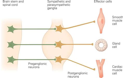 Preganglionic Motor Neuron