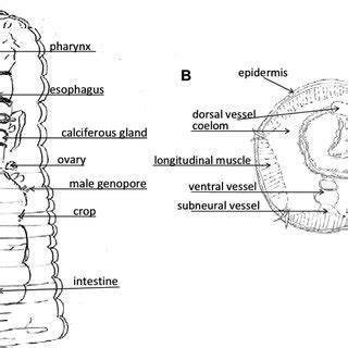 Earthworm Cross Section Labeled