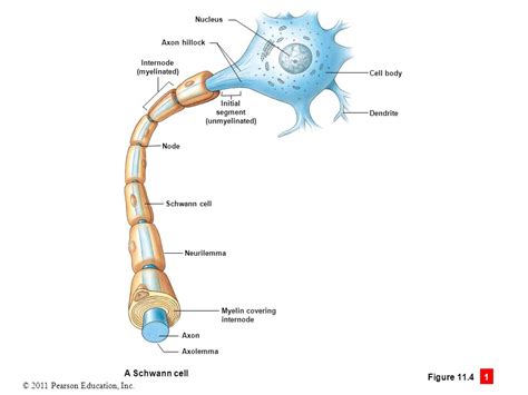 Internode Axon