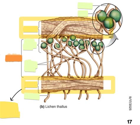 Lichen Structure And Components Thallus Cortex Medulla Hyphae