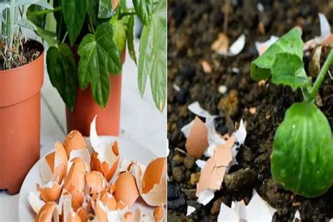 طرز تهیه چند مدل ته دیگ خوشمزه تا کی نون و سیب زمینی؟ وقتشه ته دیگ