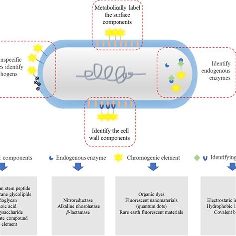 Pathogenic Bacterial Identification Strategies Using Fluorescent Probes Download Scientific