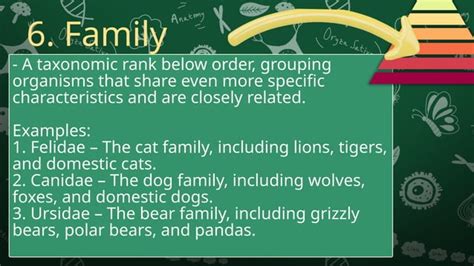 The Hierarchical Taxonomic System A Ranking System For Biodiversity
