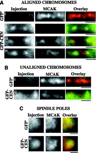 Depletion Of Centromeric Mcak Leads To Chromosome Congression And