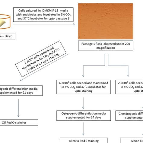 Schematic Representation Of Ucmscs Differentiation Induction And