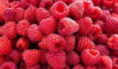 Ціна малини буде падати швидко, – виробник - AgroTimes