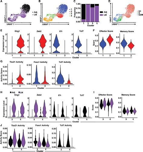 Vaccine Adjuvant Elicited Cd8 T Cell Immunity Is Co Dependent On T Bet And Foxo1 Cell Reports