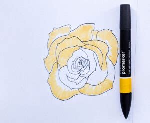 How To Draw A Rose A Step By Step Guide BaldHiker