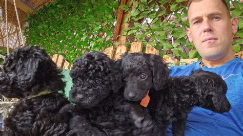 Playful Cockapoo Puppies For Sale In Edenderry Dogs For Sale Ireland