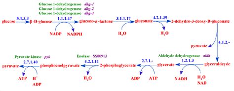 Detected Non Phosphorylated Carbohydrate Metabolic Pathway In The Pgdb