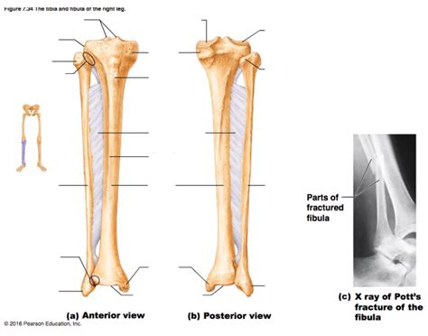 Right Tibia And Fibula Diagram Quizlet