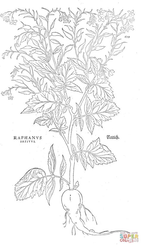 Raphanus Sativus Coloring Page Free Printable Coloring Pages