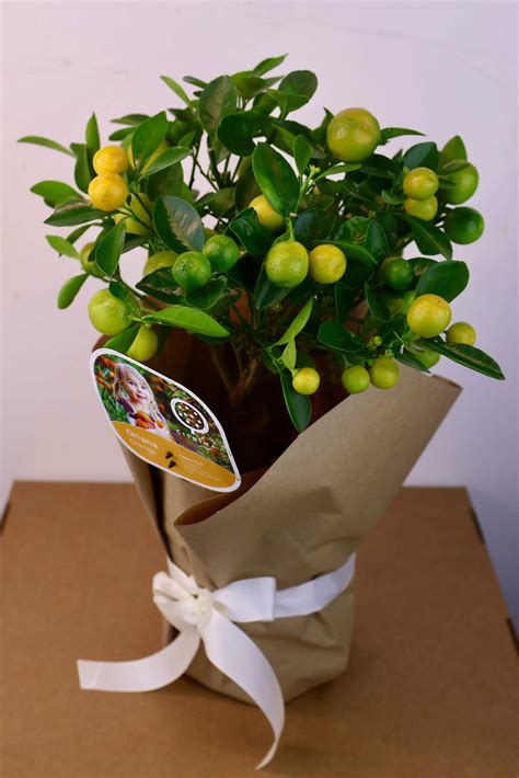 Мини деревья в горшках фруктовые — купить по низкой цене на Яндекс Маркете