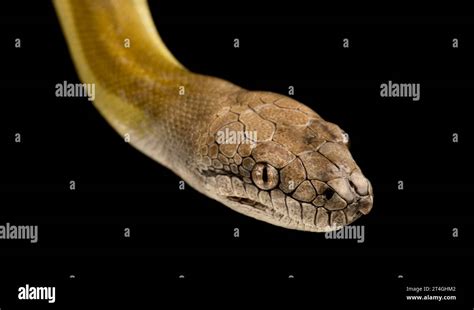 Papuan Python Apodora Papuana Stock Photo Alamy