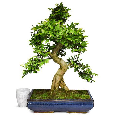 Chinese Elm Bonsai Tree 40cm Yugen Bonsai