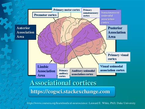 Associational Cortex Introduction
