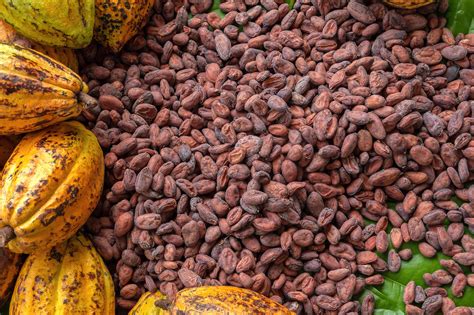 Cocoa Bean Picture
