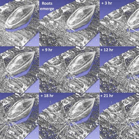Series Of Oct Images Showing Switchgrass Root Growth Over 9 Hrs Scale Series Of Oct Images Showing Switchgrass Root Growth Over 9 Hrs Scale