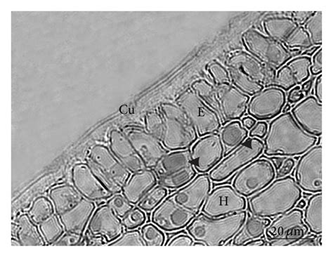 Lm Fragments Of The Cross Sections Through The Clapps Favourite