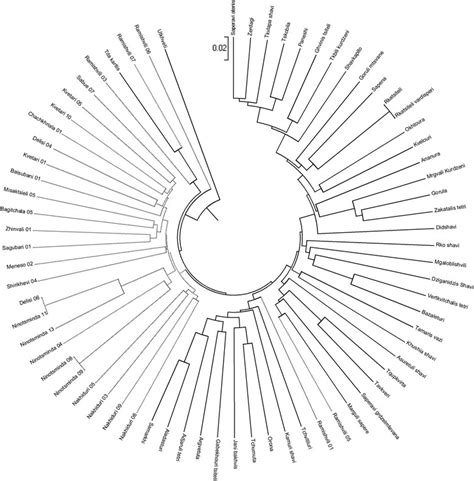 Dendrogram Showing Relationships Among Cultivated And Wild Georgian