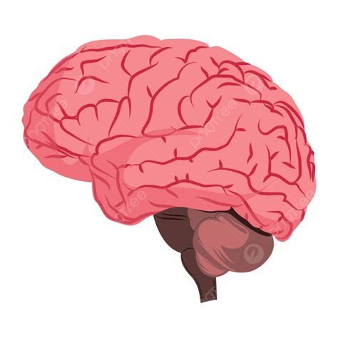 Vector Illustration Of Human Brain Anatomy Design On A White Background