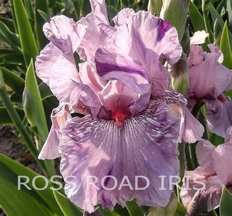 Pin On Iris