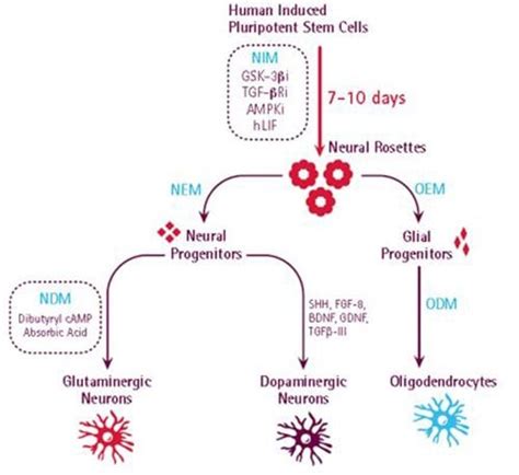 Robust Differentiation Of Human IPSCs Into Lineage Specific Neurons And