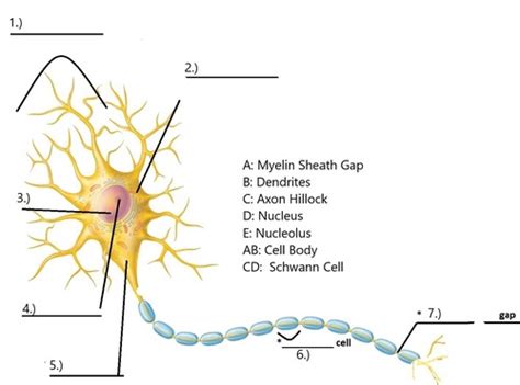 SCUHS Neuro Lecture Midterm Nolte Ch 1 9 Flashcards Quizlet