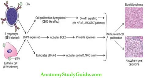 Dna Oncogenic Viruses Notes Anatomy Study Guide