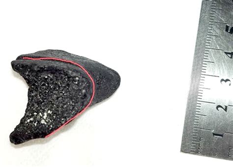 Bone Fragment Fossil Id The Fossil Forum