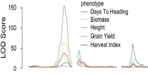 Field Based High Throughput Phenotyping Identifies Genes Controlling Yield In Rice Plantae
