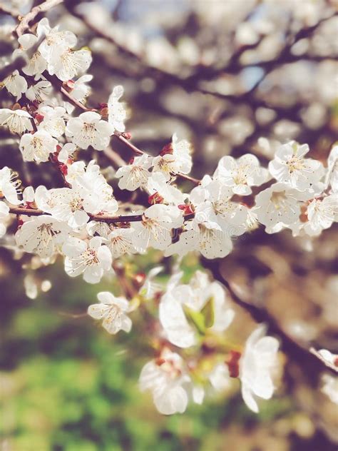 Early Spring Flowering Of Trees Stock Photo Image Of Fresh Floral 91686310