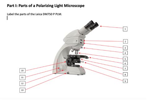 Solved Label The Plm Diagram And Write A Single Sentence