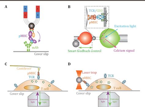 Figure 1 From Multiplexed Single Molecule Force Spectroscopy For