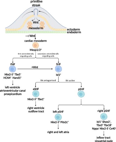 Figure 1 From State Of The Art Di ﬀ Erentiation Protocols For Patient Derived Cardiac Pacemaker