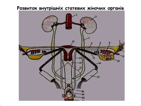 Будова та розвиток нирки чоловічих і жіночих статевих органів презентация онлайн
