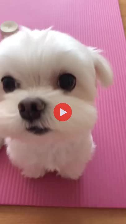 앞니빠진지 모르는 강아지 Mp4 유머 움짤 이슈 에펨코리아