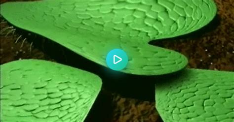 Fern Sperm  On Imgur