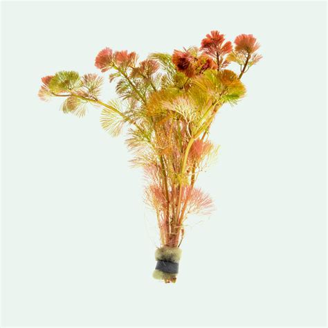 Cabomba Piauhyensis Red Pond Plant Glass Aqua