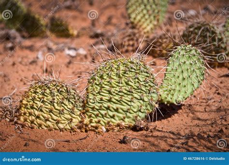 Закройте вверх кактуса в пустыне Стоковое Фото изображение