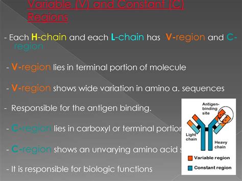 Antibodies Immunoglobulin Ppt Download