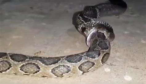 Cannibal Cobra Devours Burmese Python In Rare Wild Footage