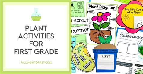 Hands On Plant Activities For First Grade Falling Into First